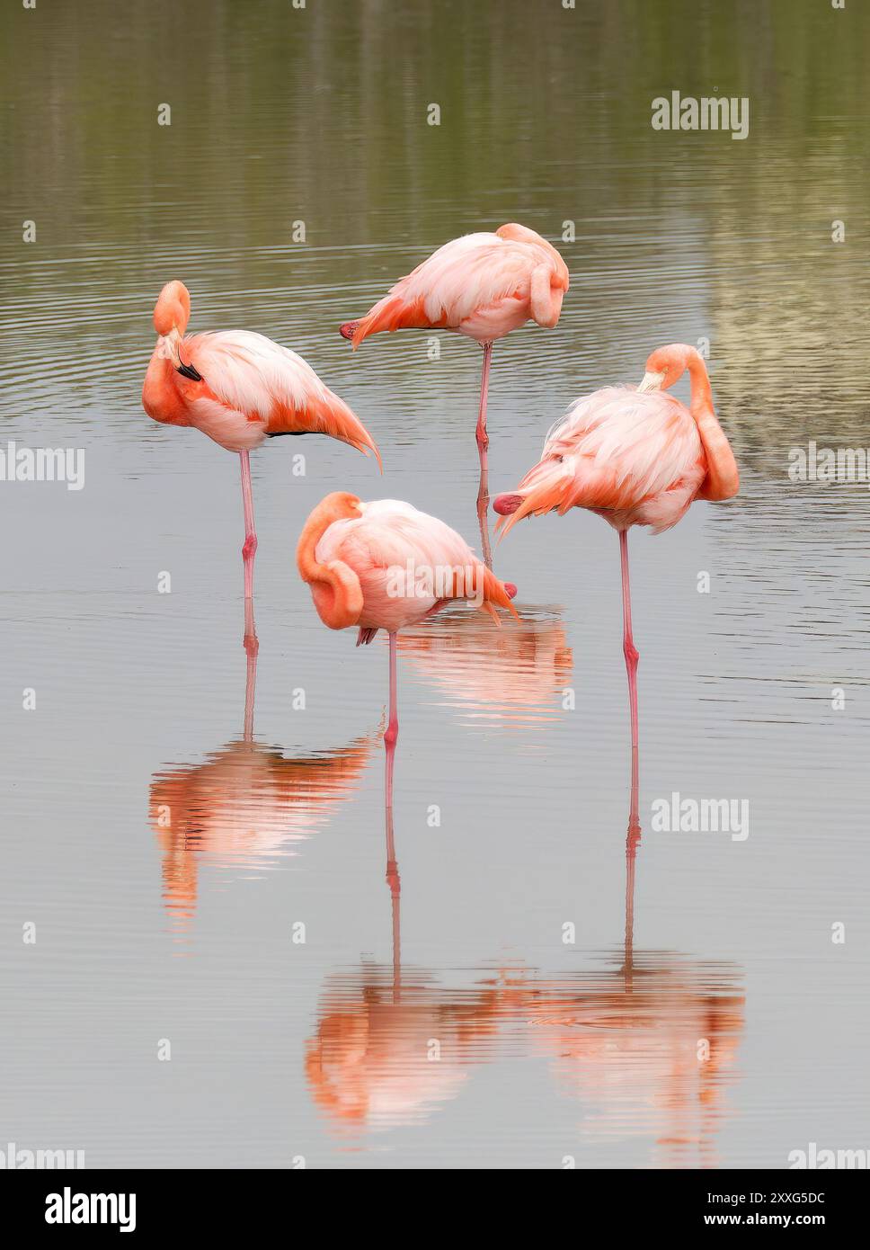 American flamingo, Kubaflamingo, Flamant des Caraïbes, Phoenicopterus ...
