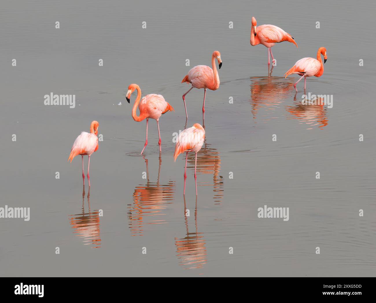 American flamingo, Kubaflamingo, Flamant des Caraïbes, Phoenicopterus ...