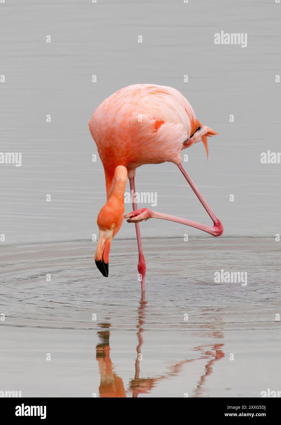 American flamingo, Kubaflamingo, Flamant des Caraïbes, Phoenicopterus ...