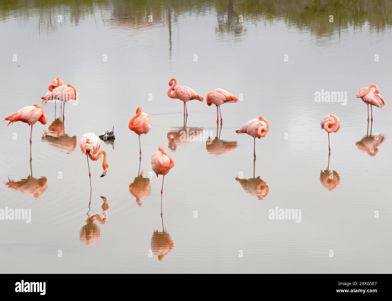 American flamingo, Kubaflamingo, Flamant des Caraïbes, Phoenicopterus ...