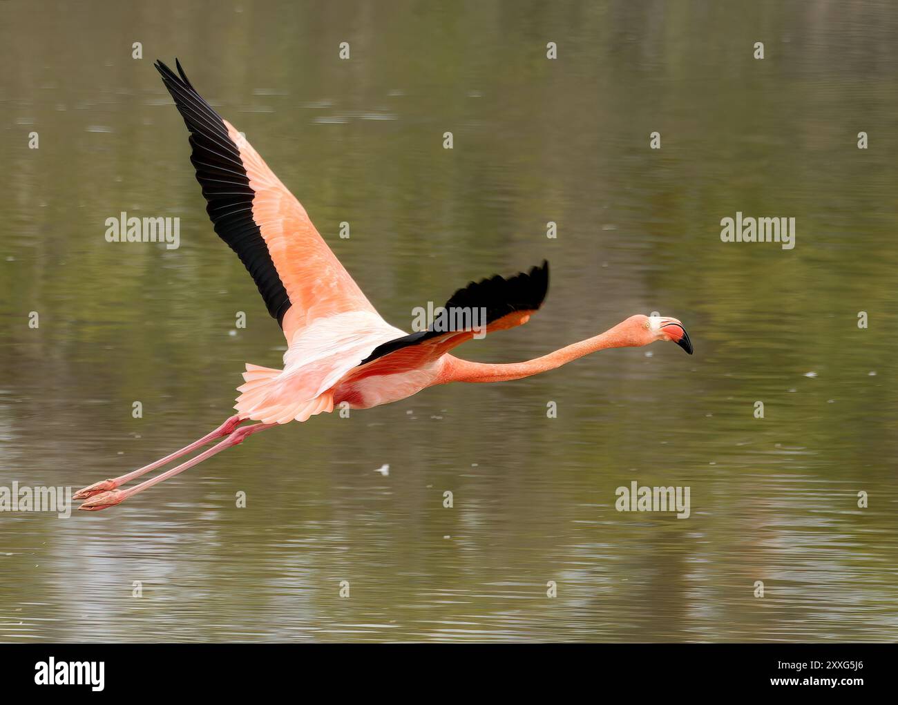 American flamingo, Kubaflamingo, Flamant des Caraïbes, Phoenicopterus ...
