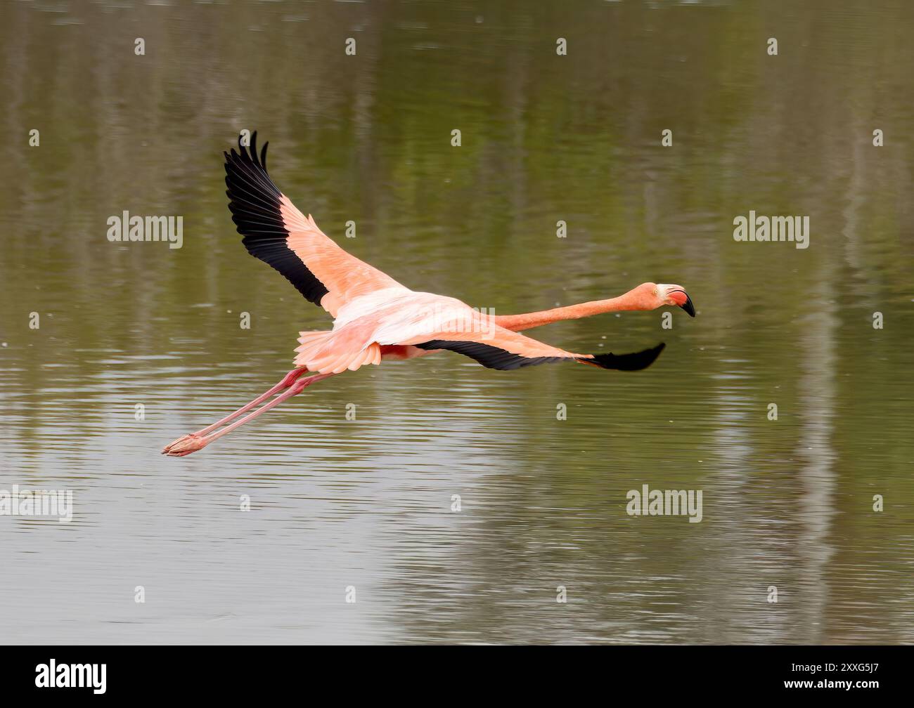 American flamingo, Kubaflamingo, Flamant des Caraïbes, Phoenicopterus ...