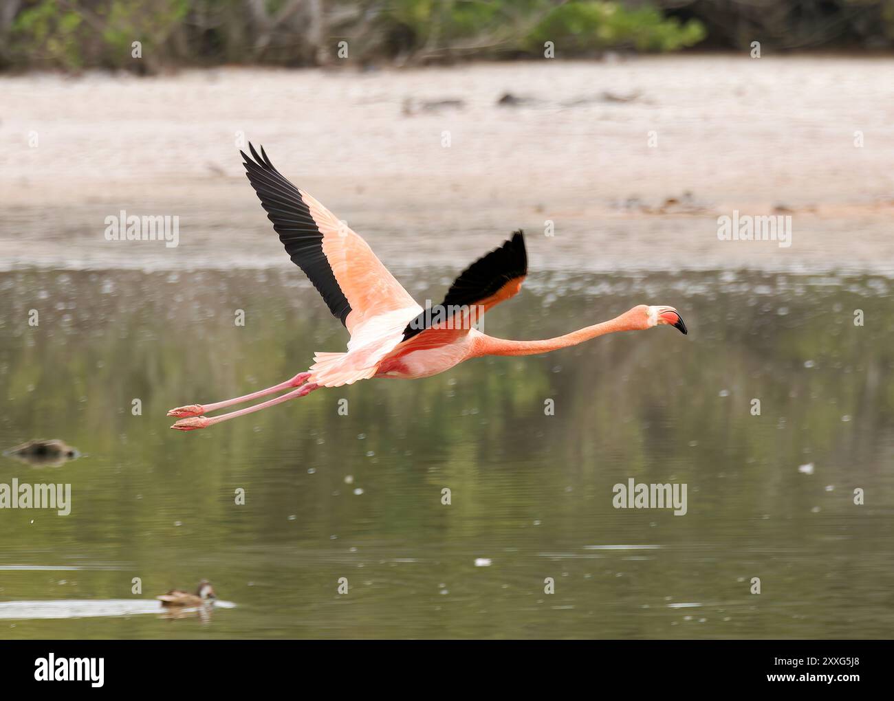 American flamingo, Kubaflamingo, Flamant des Caraïbes, Phoenicopterus ...