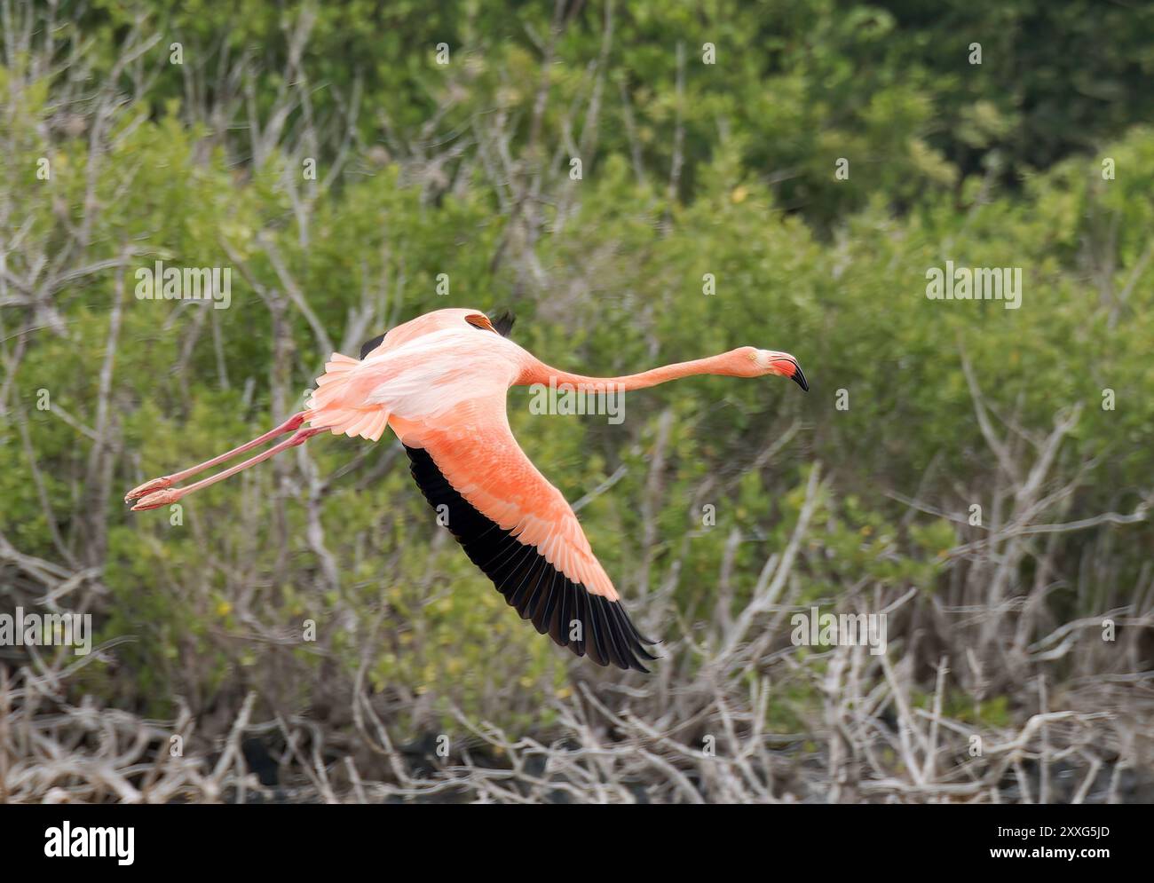 American flamingo, Kubaflamingo, Flamant des Caraïbes, Phoenicopterus ...
