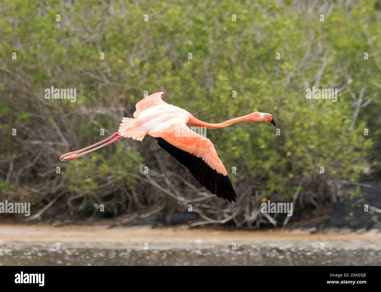 American flamingo, Kubaflamingo, Flamant des Caraïbes, Phoenicopterus ...