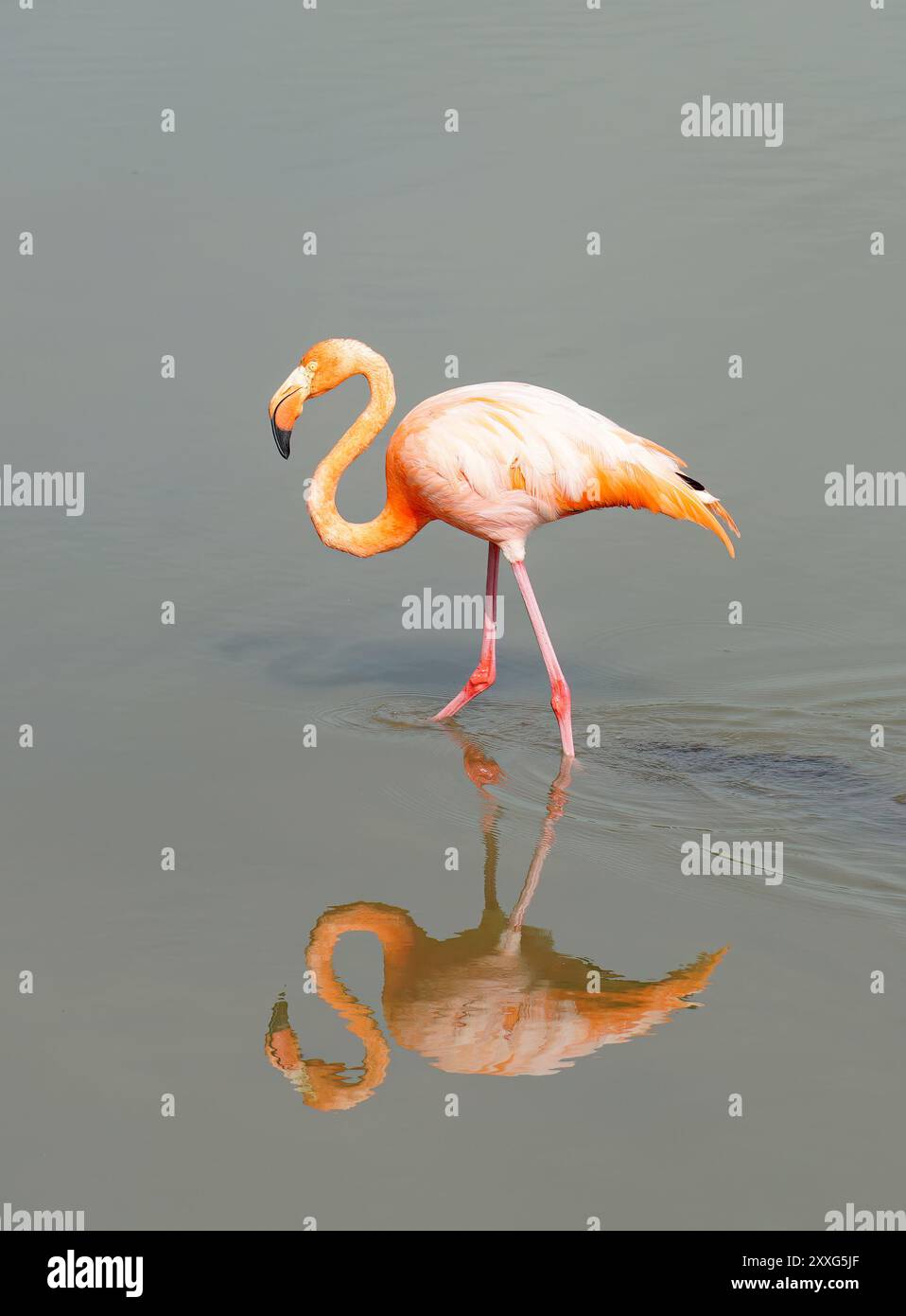 American flamingo, Kubaflamingo, Flamant des Caraïbes, Phoenicopterus ...