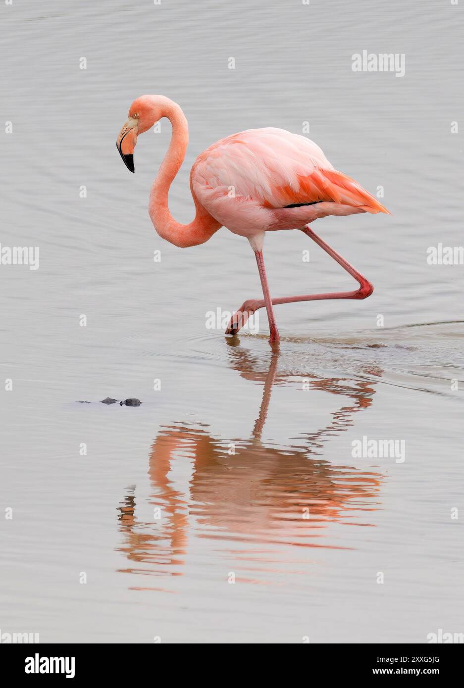 American flamingo, Kubaflamingo, Flamant des Caraïbes, Phoenicopterus ...