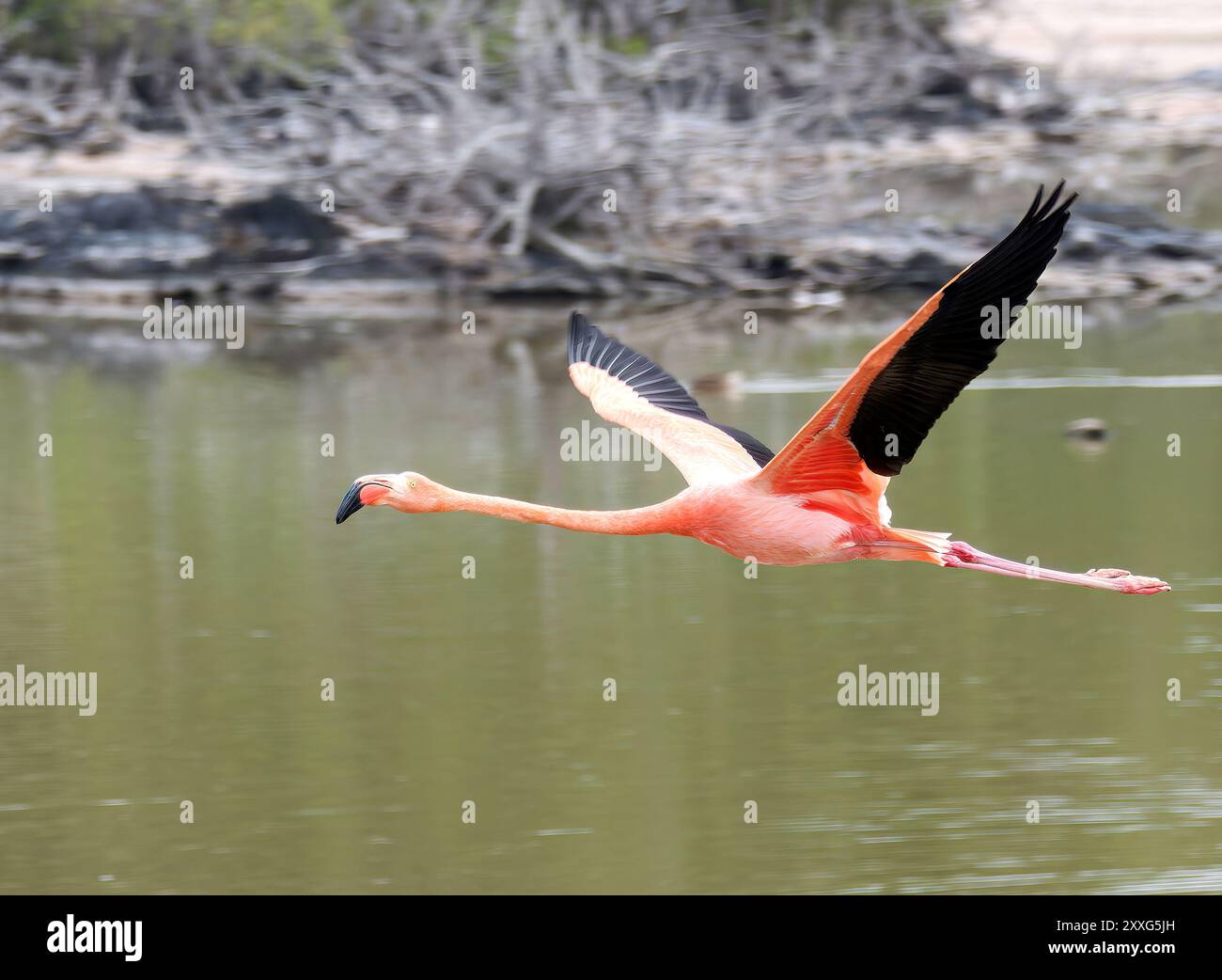 American flamingo, Kubaflamingo, Flamant des Caraïbes, Phoenicopterus ...