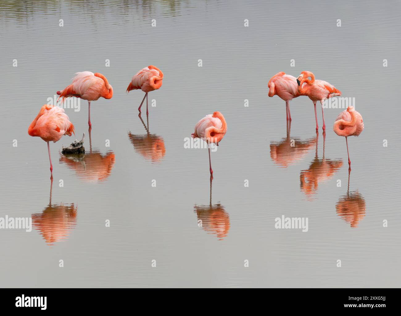 American flamingo, Kubaflamingo, Flamant des Caraïbes, Phoenicopterus ...