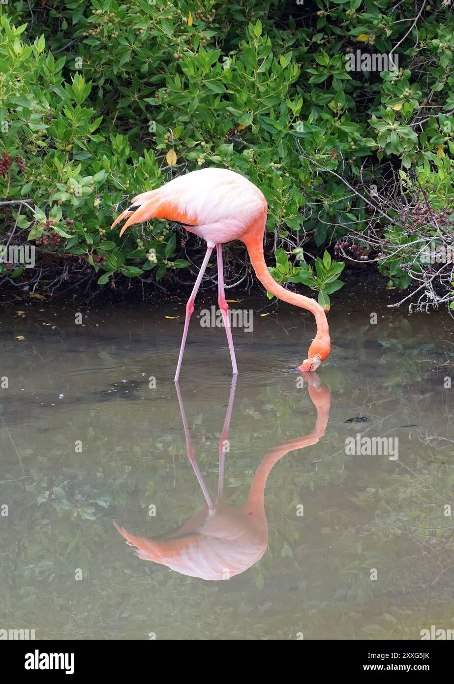 American flamingo, Kubaflamingo, Flamant des Caraïbes, Phoenicopterus ...