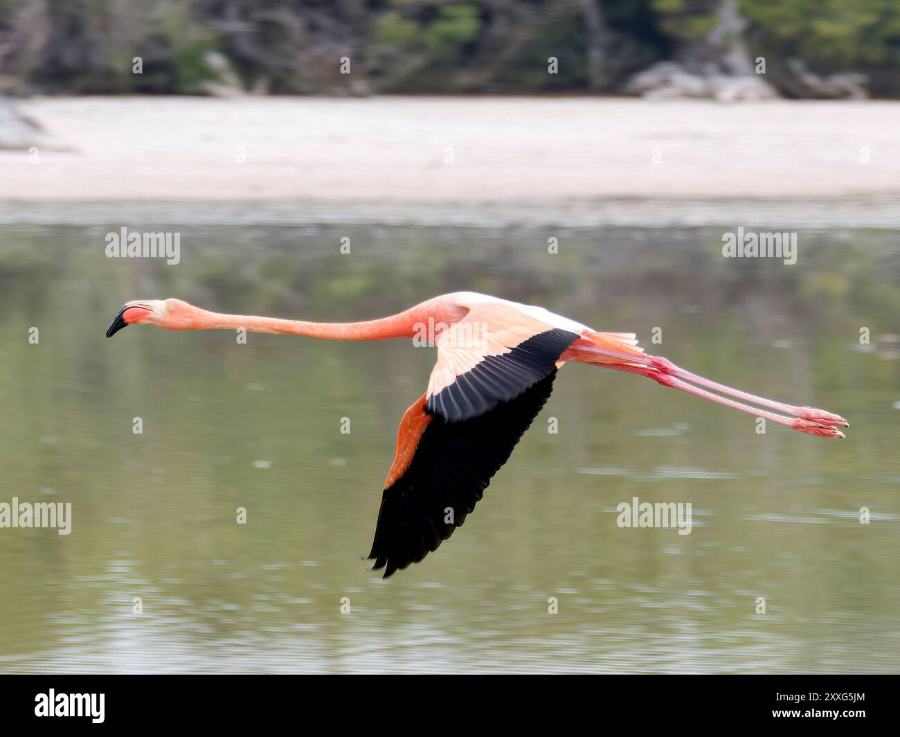 American flamingo, Kubaflamingo, Flamant des Caraïbes, Phoenicopterus ...