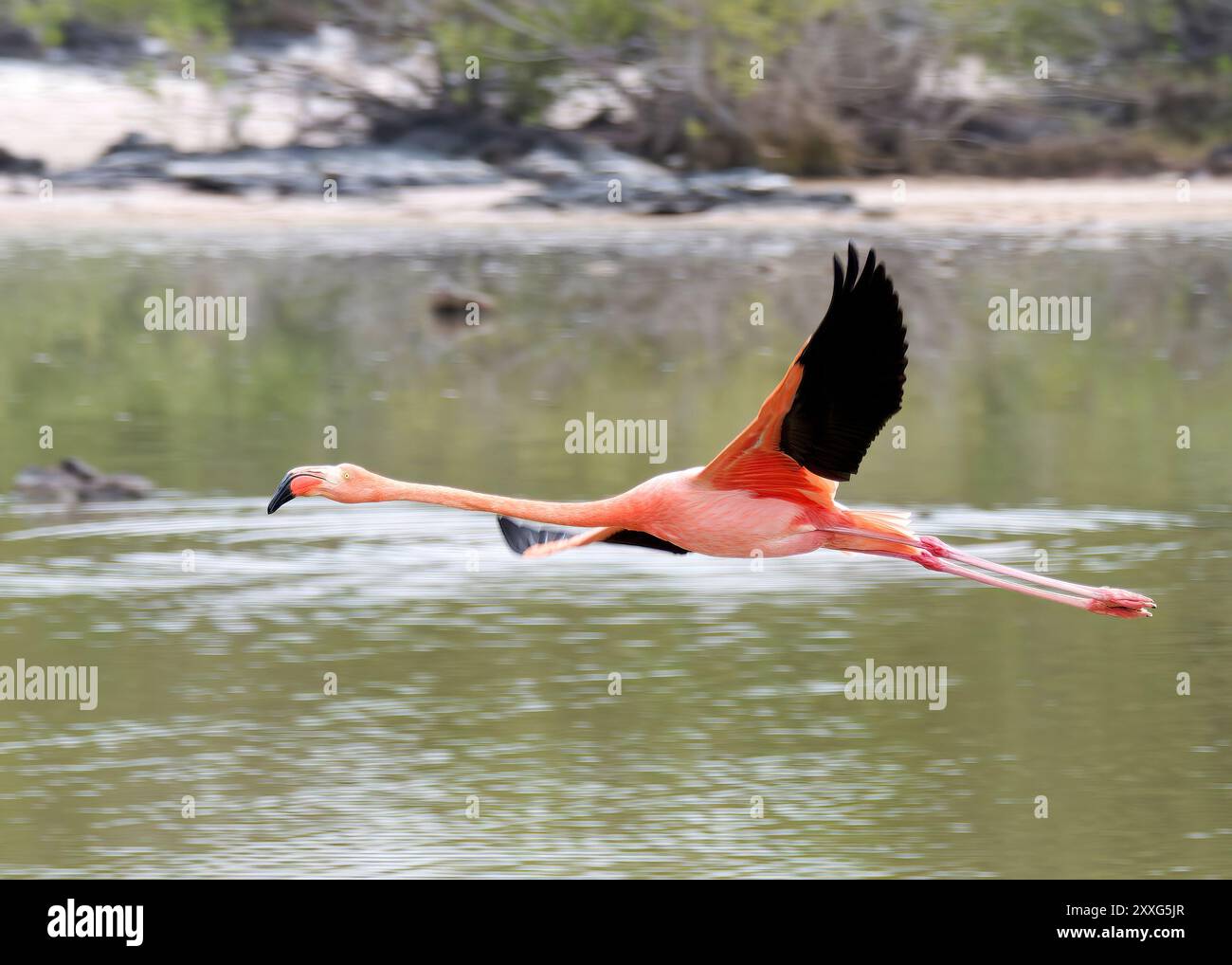 American flamingo, Kubaflamingo, Flamant des Caraïbes, Phoenicopterus ...
