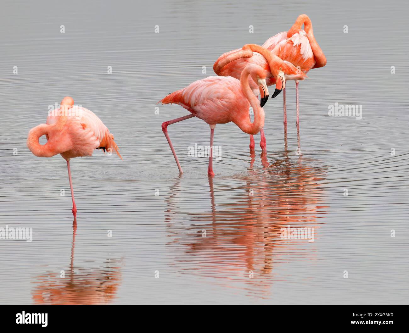 American flamingo, Kubaflamingo, Flamant des Caraïbes, Phoenicopterus ...