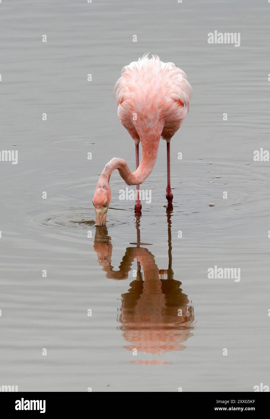 American flamingo, Kubaflamingo, Flamant des Caraïbes, Phoenicopterus ...