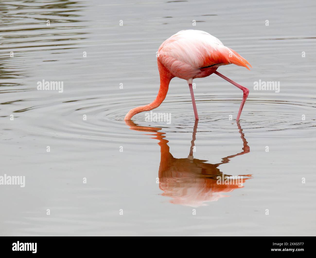 American flamingo, Kubaflamingo, Flamant des Caraïbes, Phoenicopterus ...