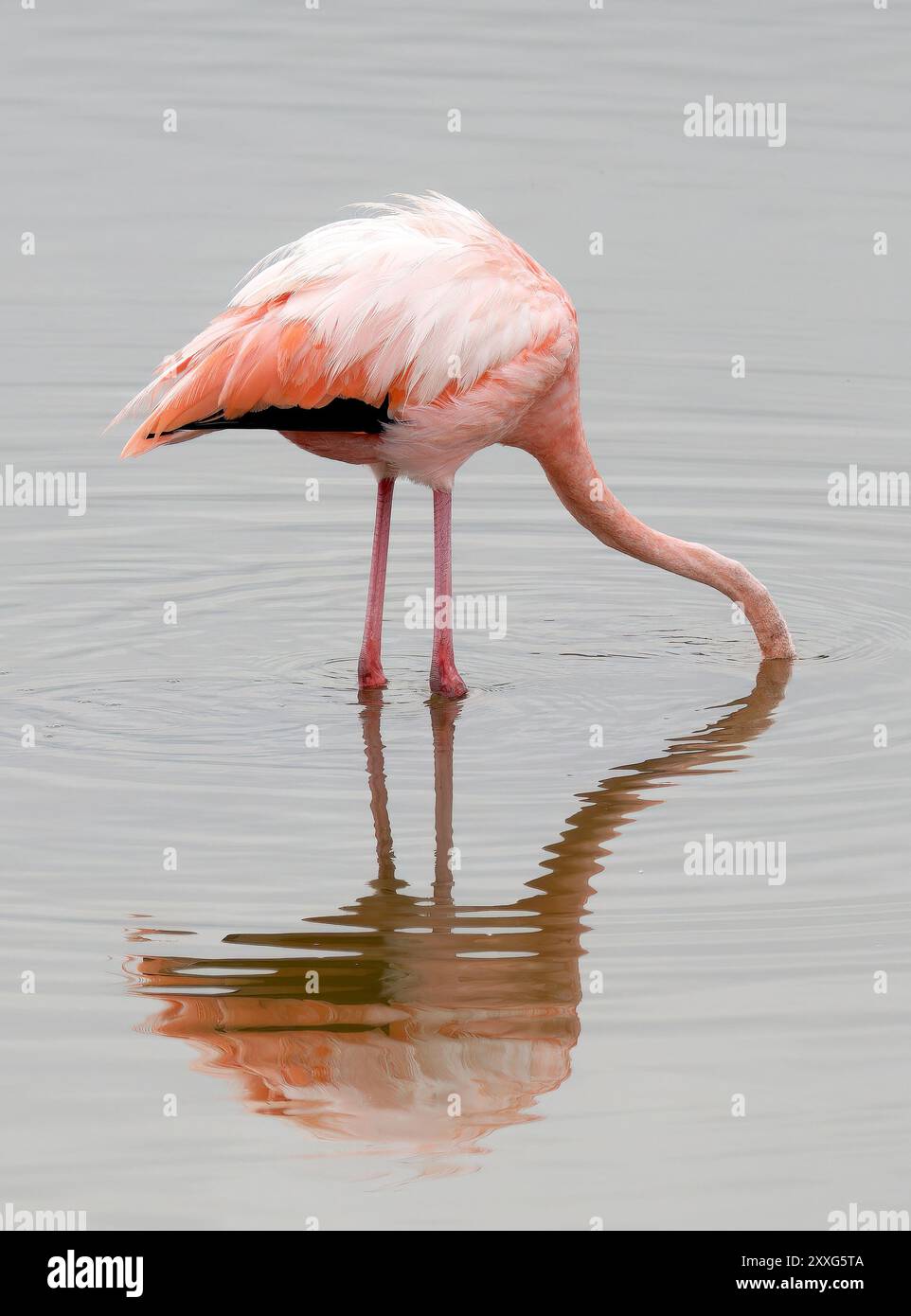 American flamingo, Kubaflamingo, Flamant des Caraïbes, Phoenicopterus ...