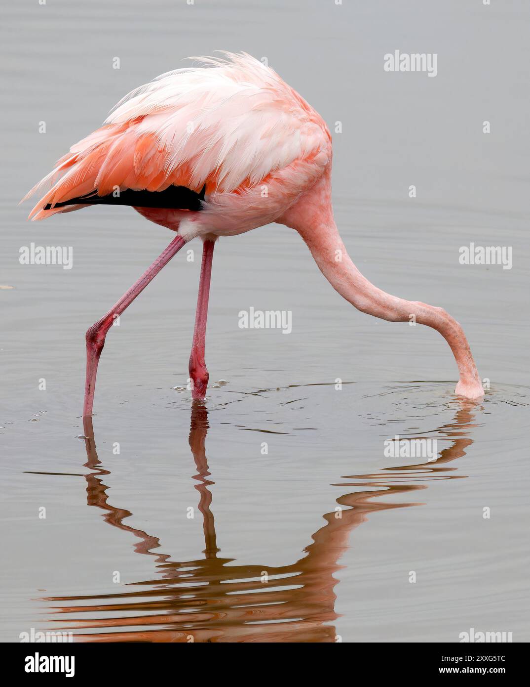 American flamingo, Kubaflamingo, Flamant des Caraïbes, Phoenicopterus ...