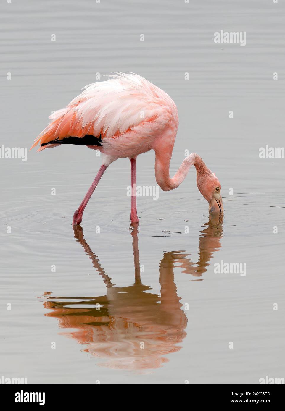 American flamingo, Kubaflamingo, Flamant des Caraïbes, Phoenicopterus ...