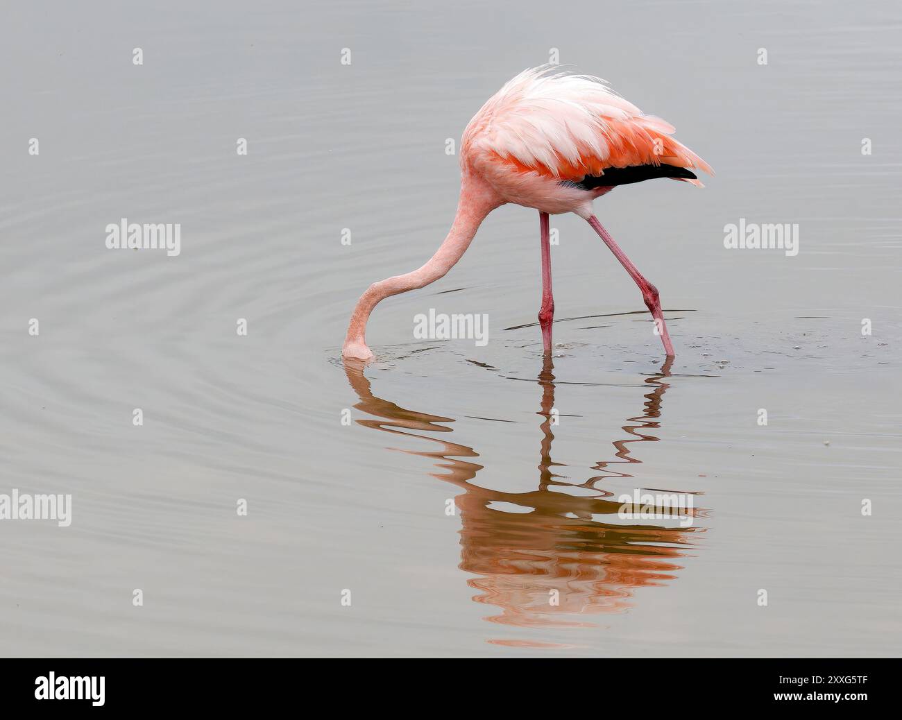 American flamingo, Kubaflamingo, Flamant des Caraïbes, Phoenicopterus ...