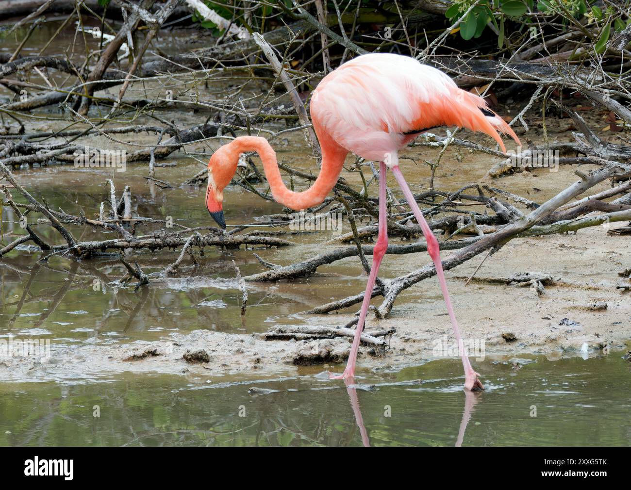 American flamingo, Kubaflamingo, Flamant des Caraïbes, Phoenicopterus ...