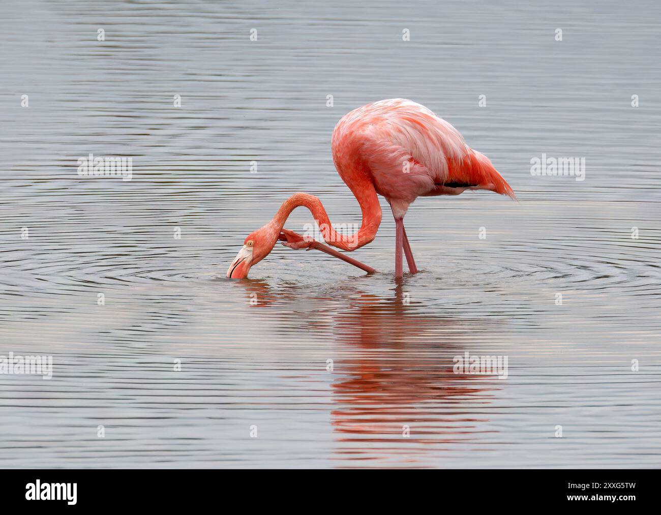 American flamingo, Kubaflamingo, Flamant des Caraïbes, Phoenicopterus ...