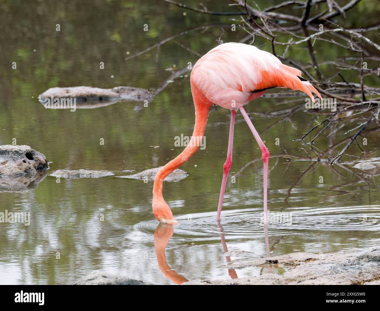 American flamingo, Kubaflamingo, Flamant des Caraïbes, Phoenicopterus ...