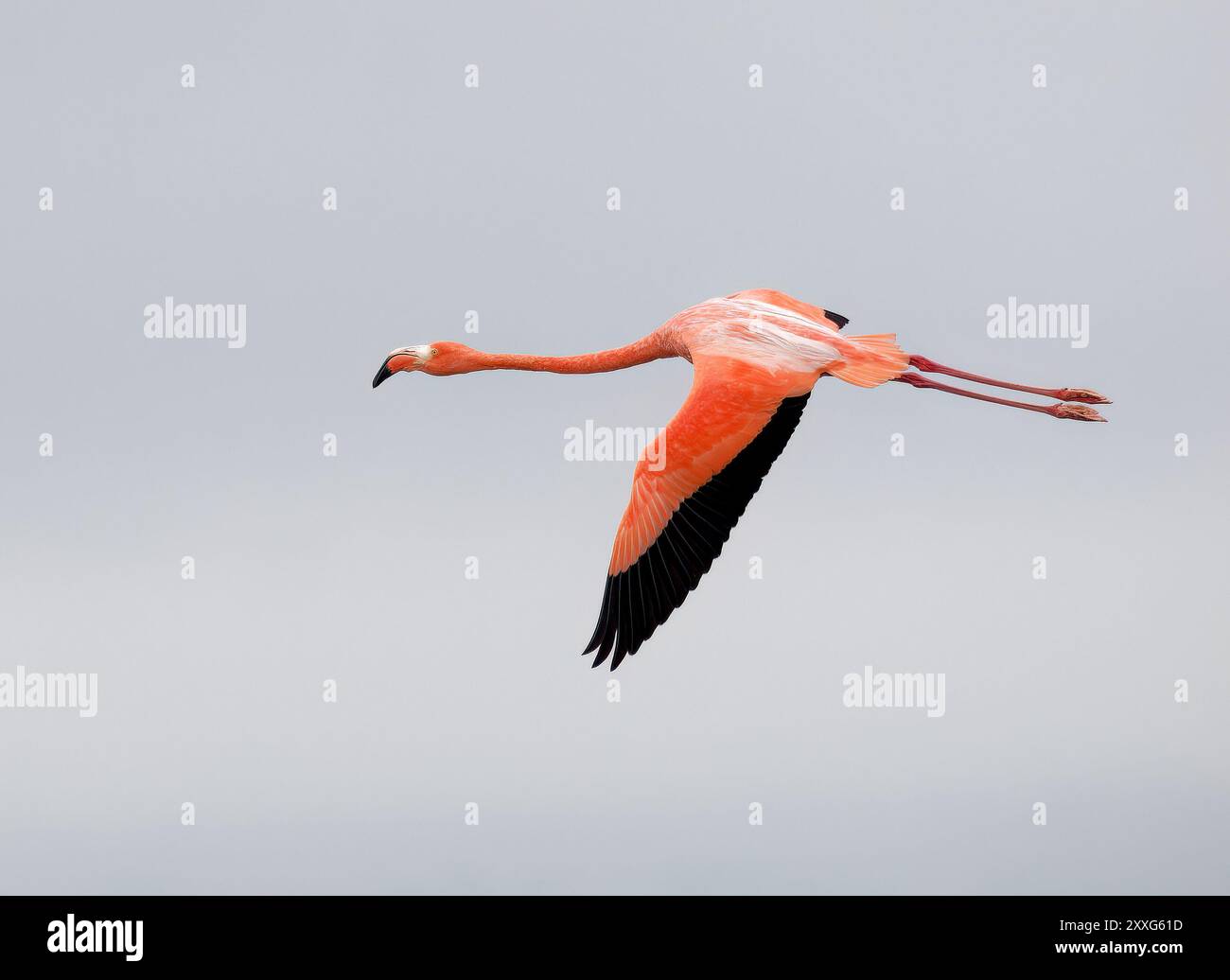 American flamingo, Kubaflamingo, Flamant des Caraïbes, Phoenicopterus ...