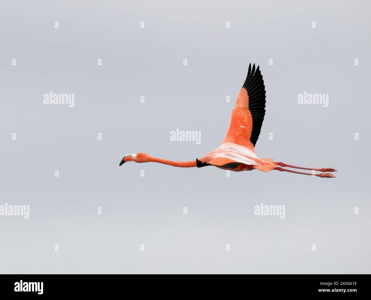 American flamingo, Kubaflamingo, Flamant des Caraïbes, Phoenicopterus ...