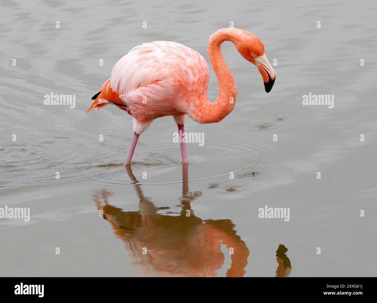 American flamingo, Kubaflamingo, Flamant des Caraïbes, Phoenicopterus ...