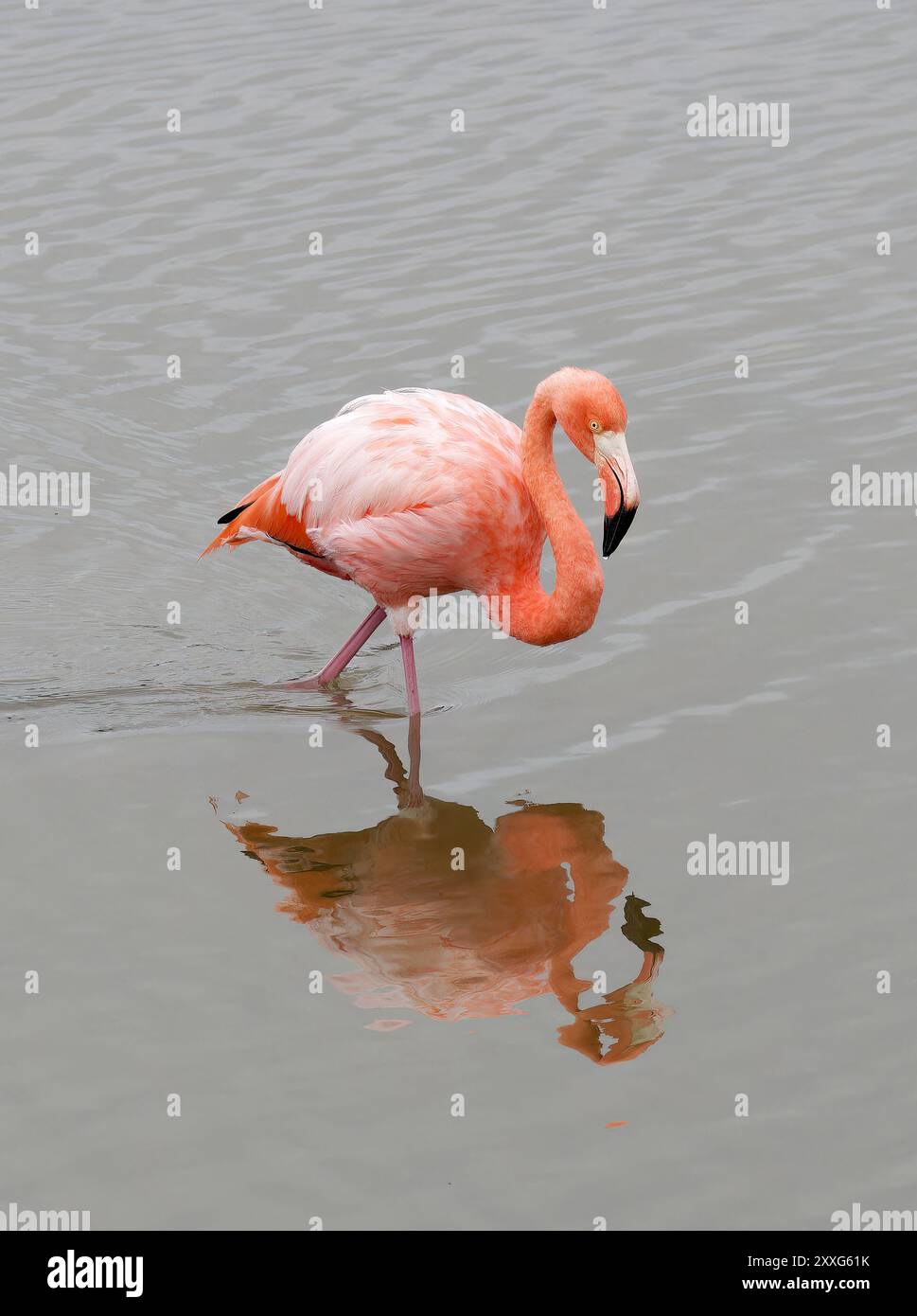 American flamingo, Kubaflamingo, Flamant des Caraïbes, Phoenicopterus ...