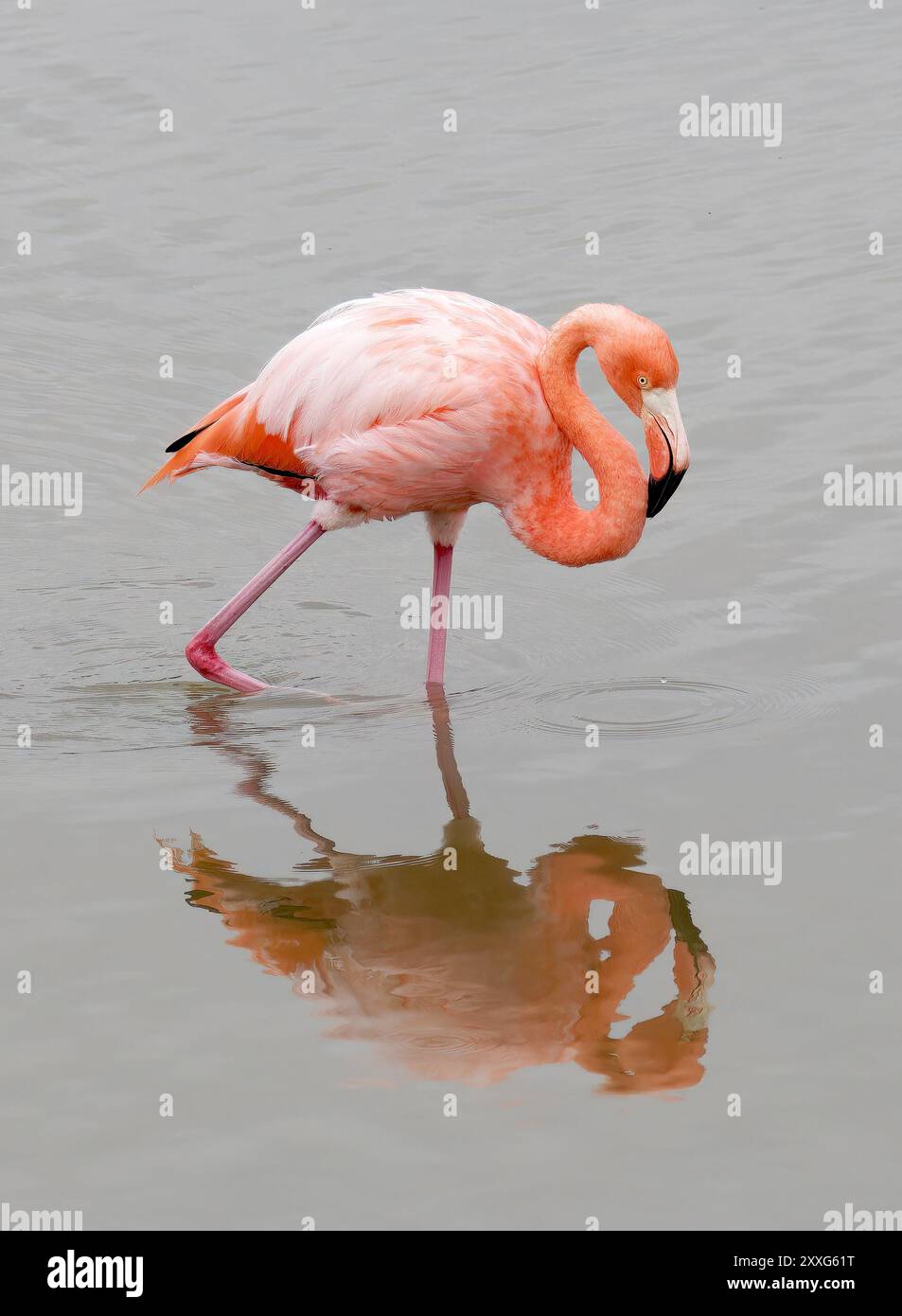 American flamingo, Kubaflamingo, Flamant des Caraïbes, Phoenicopterus ...