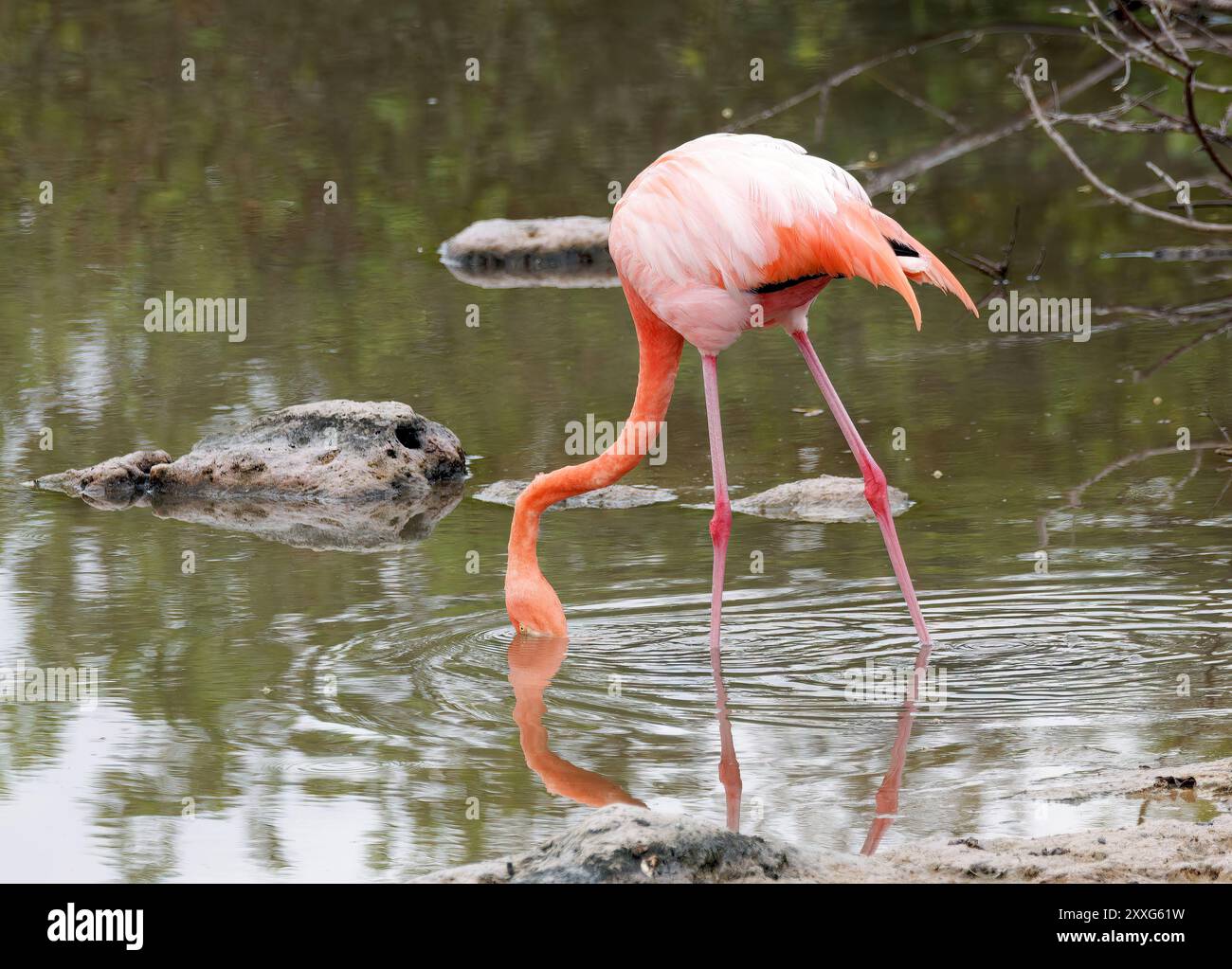 American flamingo, Kubaflamingo, Flamant des Caraïbes, Phoenicopterus ...