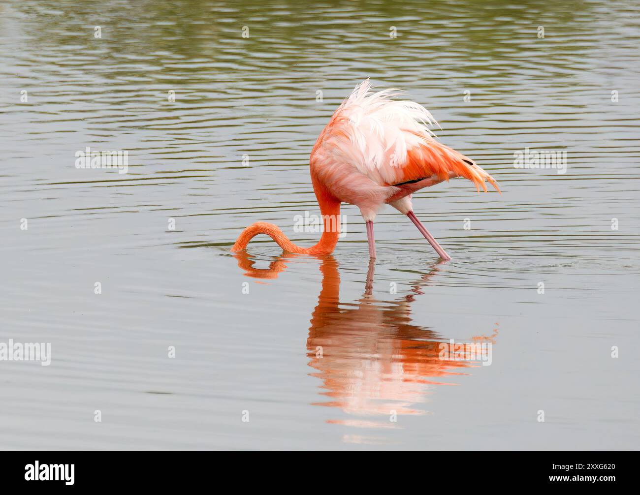 American flamingo, Kubaflamingo, Flamant des Caraïbes, Phoenicopterus ...