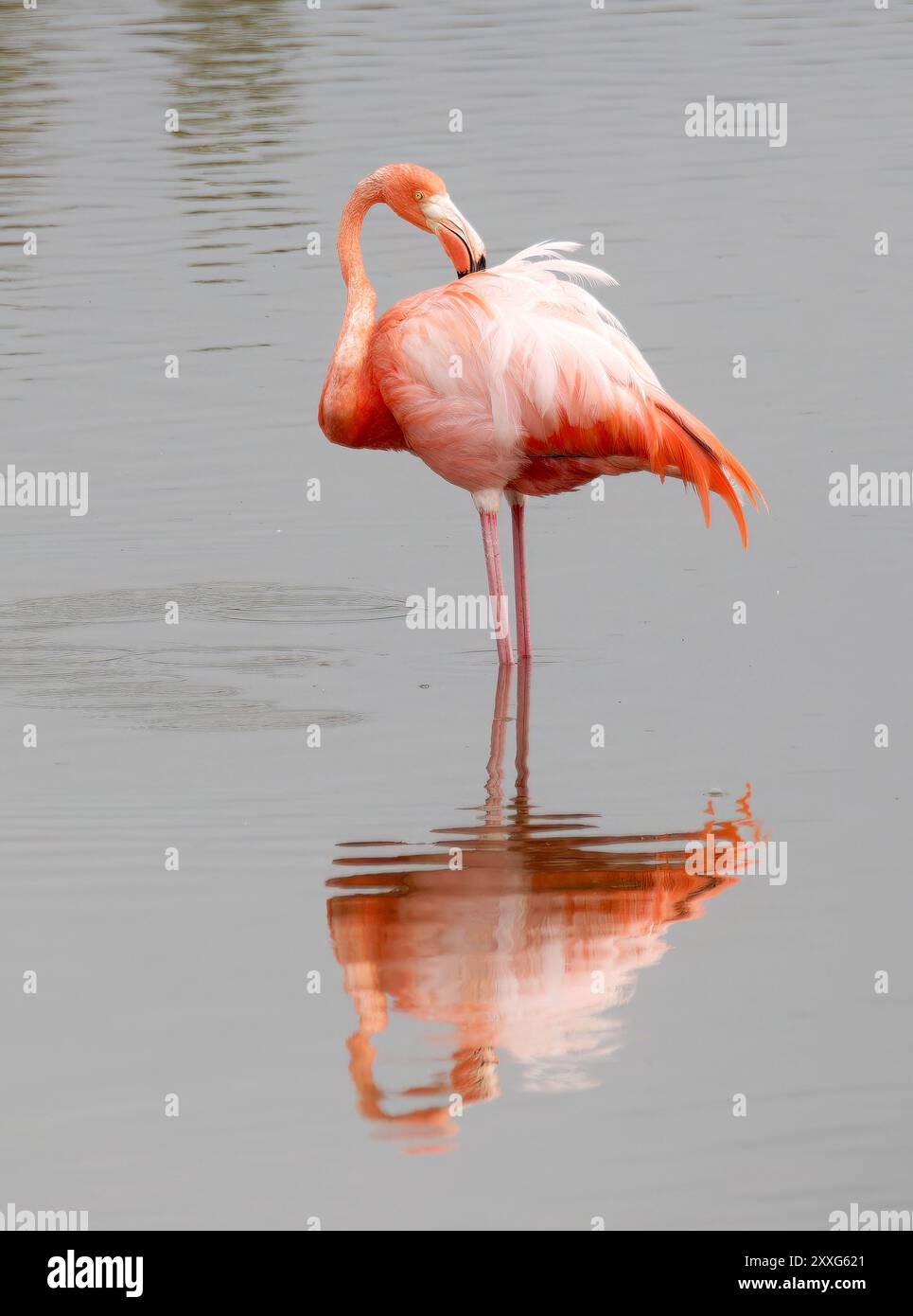American flamingo, Kubaflamingo, Flamant des Caraïbes, Phoenicopterus ...