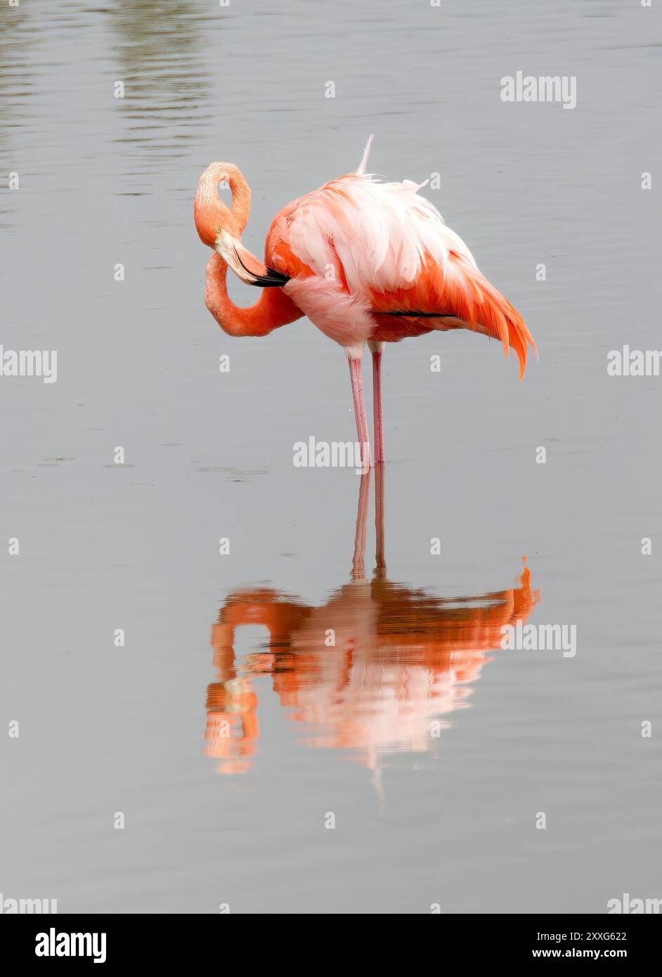 American flamingo, Kubaflamingo, Flamant des Caraïbes, Phoenicopterus ...
