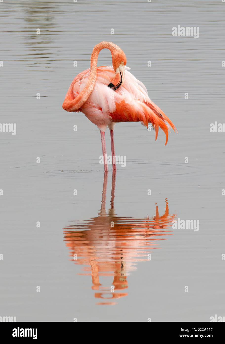 American flamingo, Kubaflamingo, Flamant des Caraïbes, Phoenicopterus ...