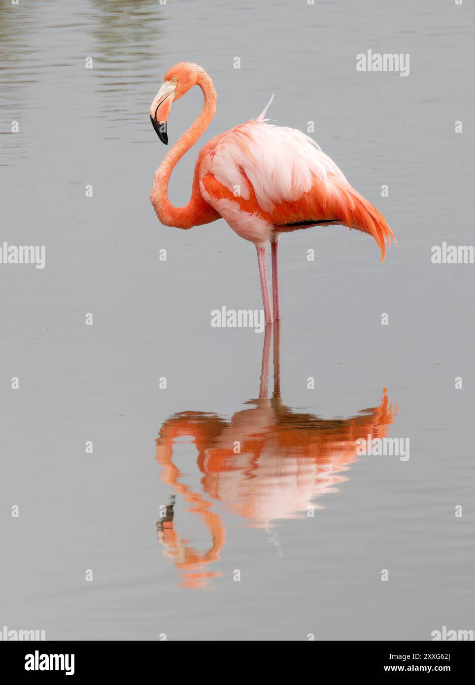 American flamingo, Kubaflamingo, Flamant des Caraïbes, Phoenicopterus ...