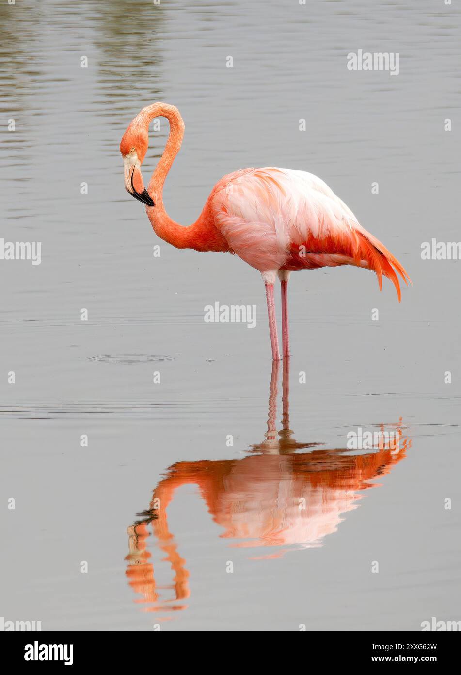 American flamingo, Kubaflamingo, Flamant des Caraïbes, Phoenicopterus ...