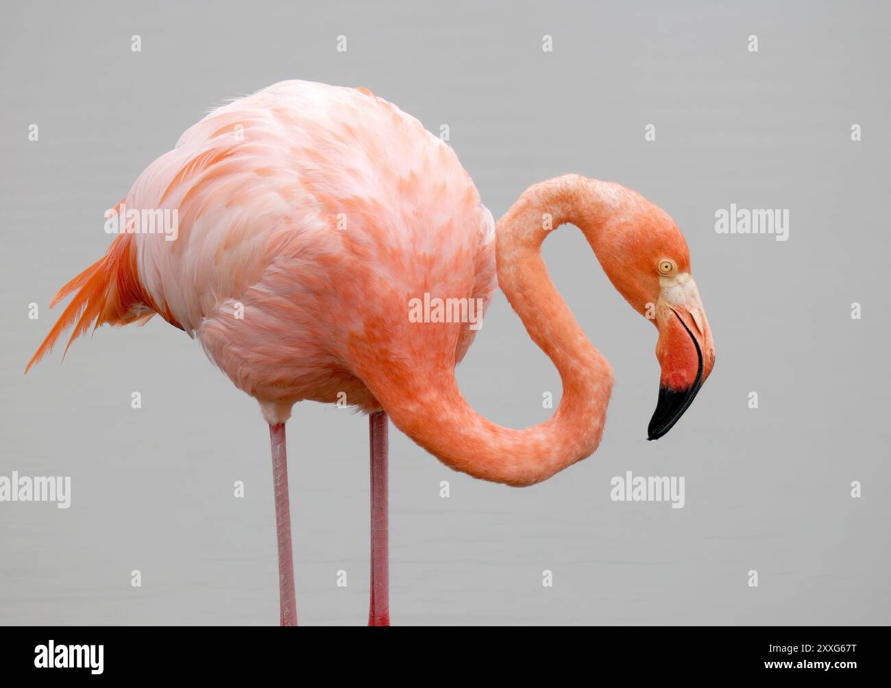 American flamingo, Kubaflamingo, Flamant des Caraïbes, Phoenicopterus ...