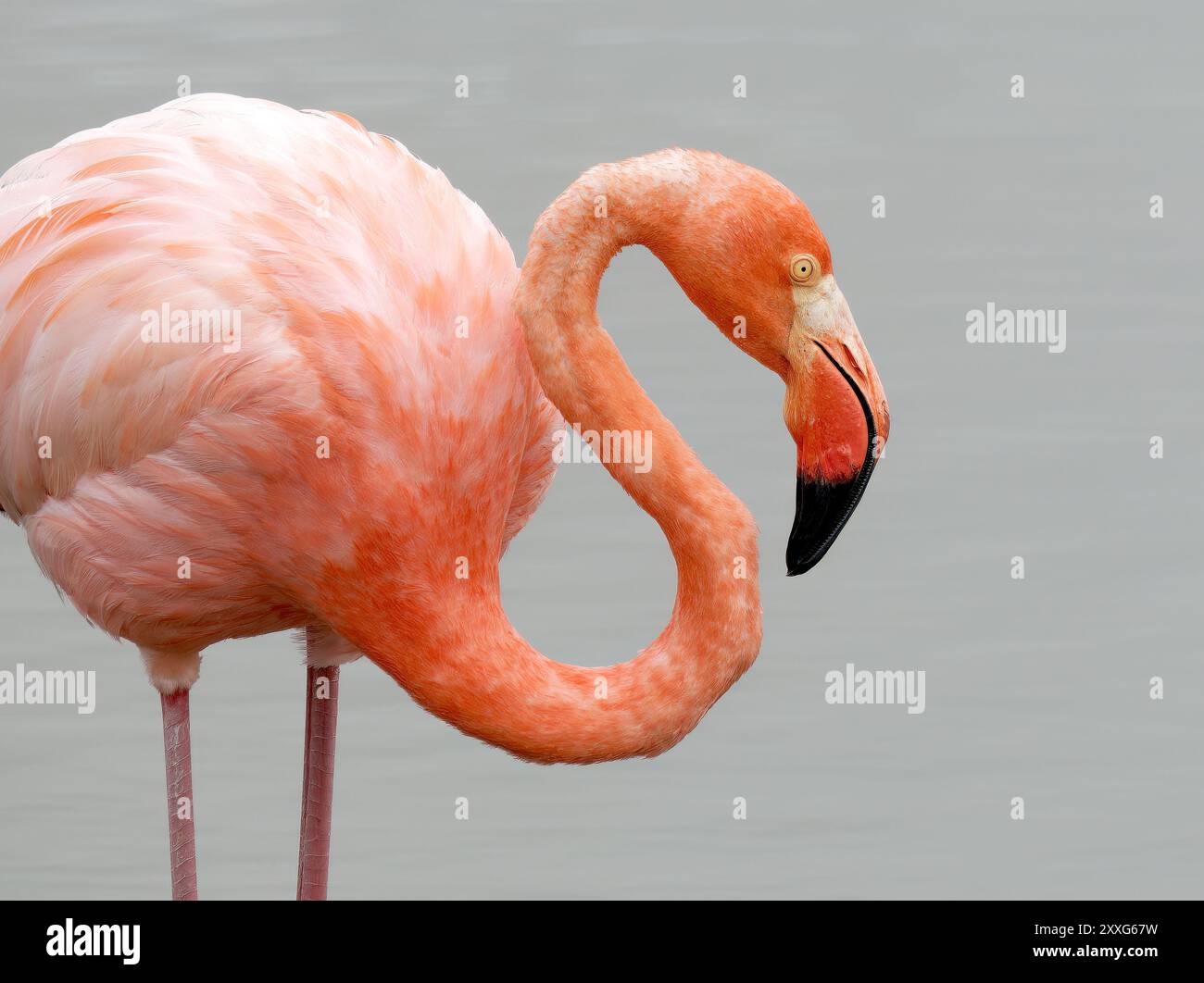 American flamingo, Kubaflamingo, Flamant des Caraïbes, Phoenicopterus ...