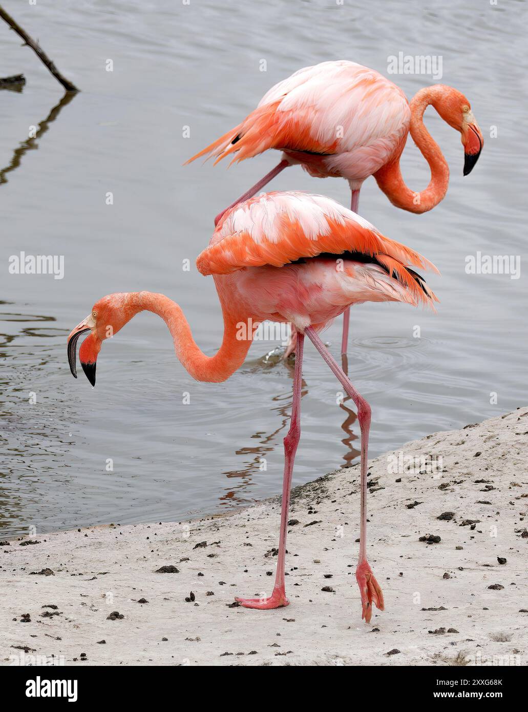 American flamingo, Kubaflamingo, Flamant des Caraïbes, Phoenicopterus ...