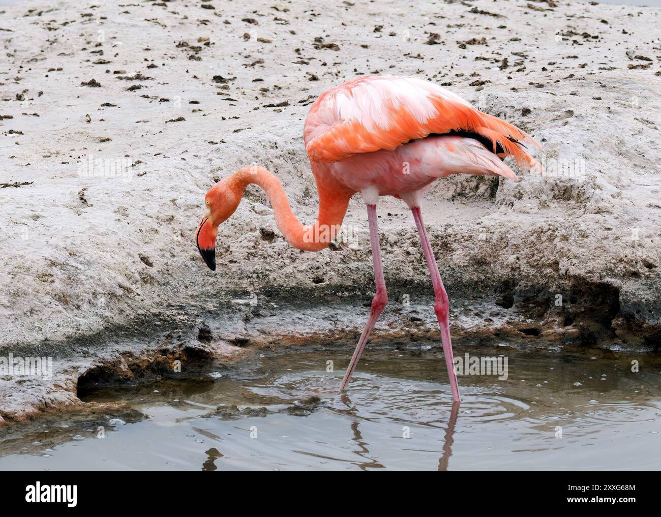 American flamingo, Kubaflamingo, Flamant des Caraïbes, Phoenicopterus ...
