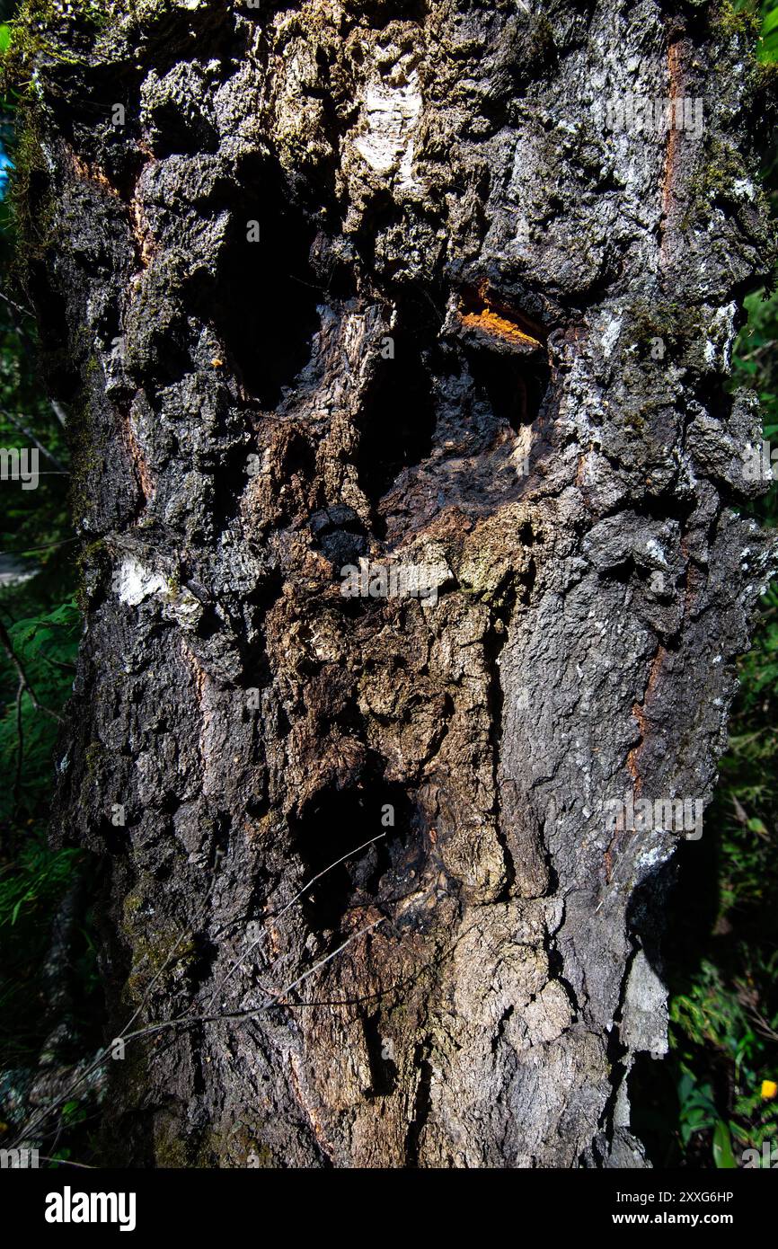 Spooky face and eye in the trees. Halloween Stock Photo - Alamy