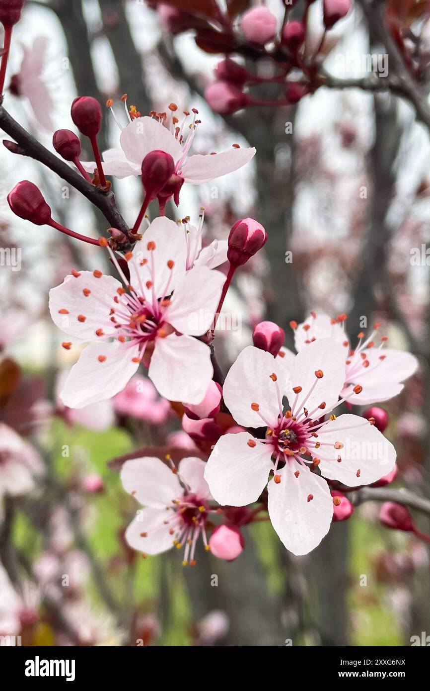 Pink plum blossoms are in bloom in the plum garden. Scientific name is ...