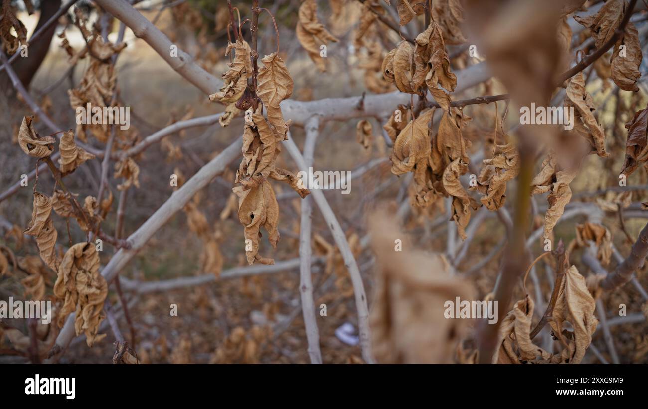 Withered branches and dry leaves depict autumn's decay in the serene ...