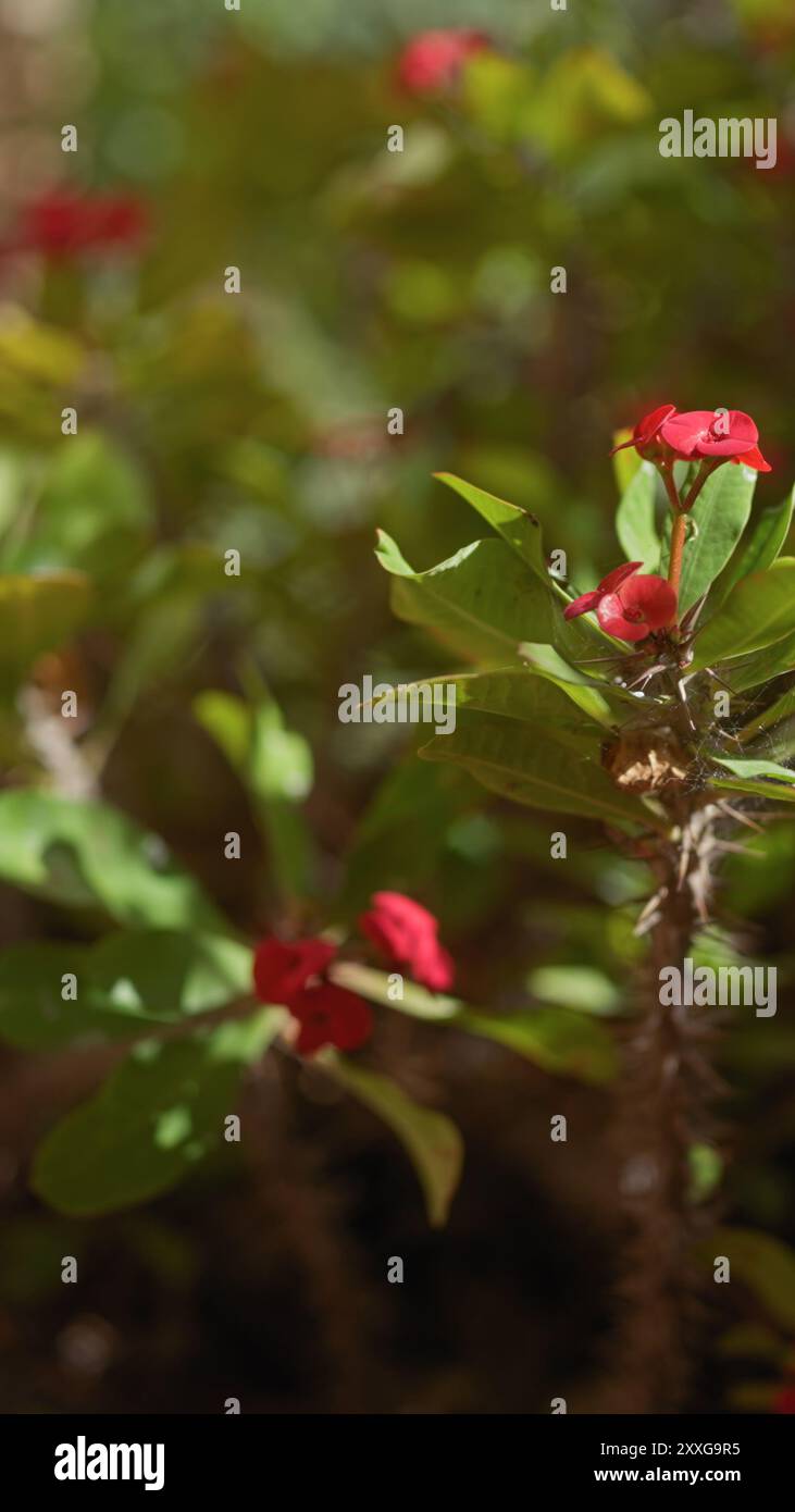 Vibrant red euphorbia milii flowers highlighted amid sharp thorns and ...
