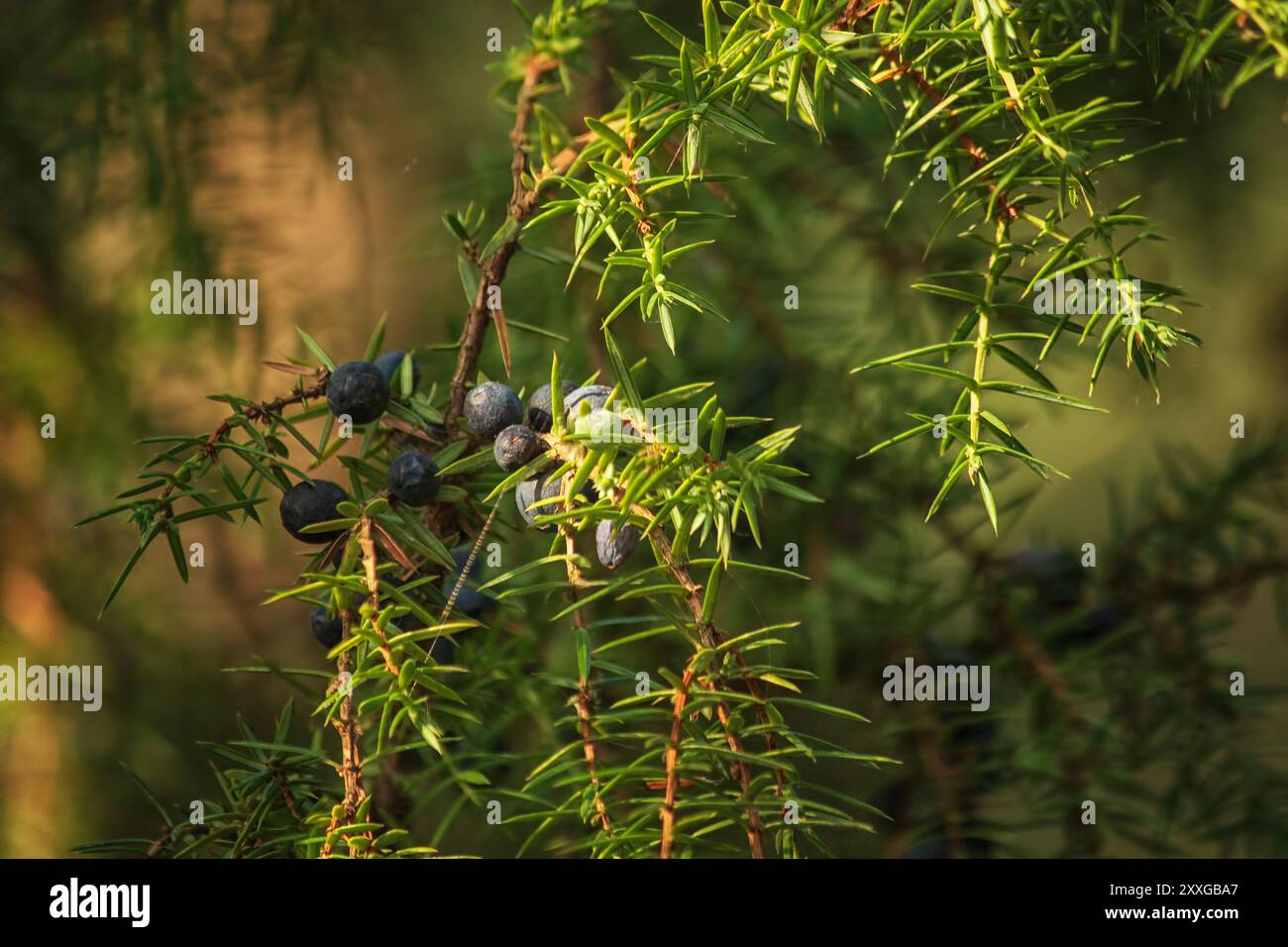 Black juniper leaves hi-res stock photography and images - Alamy