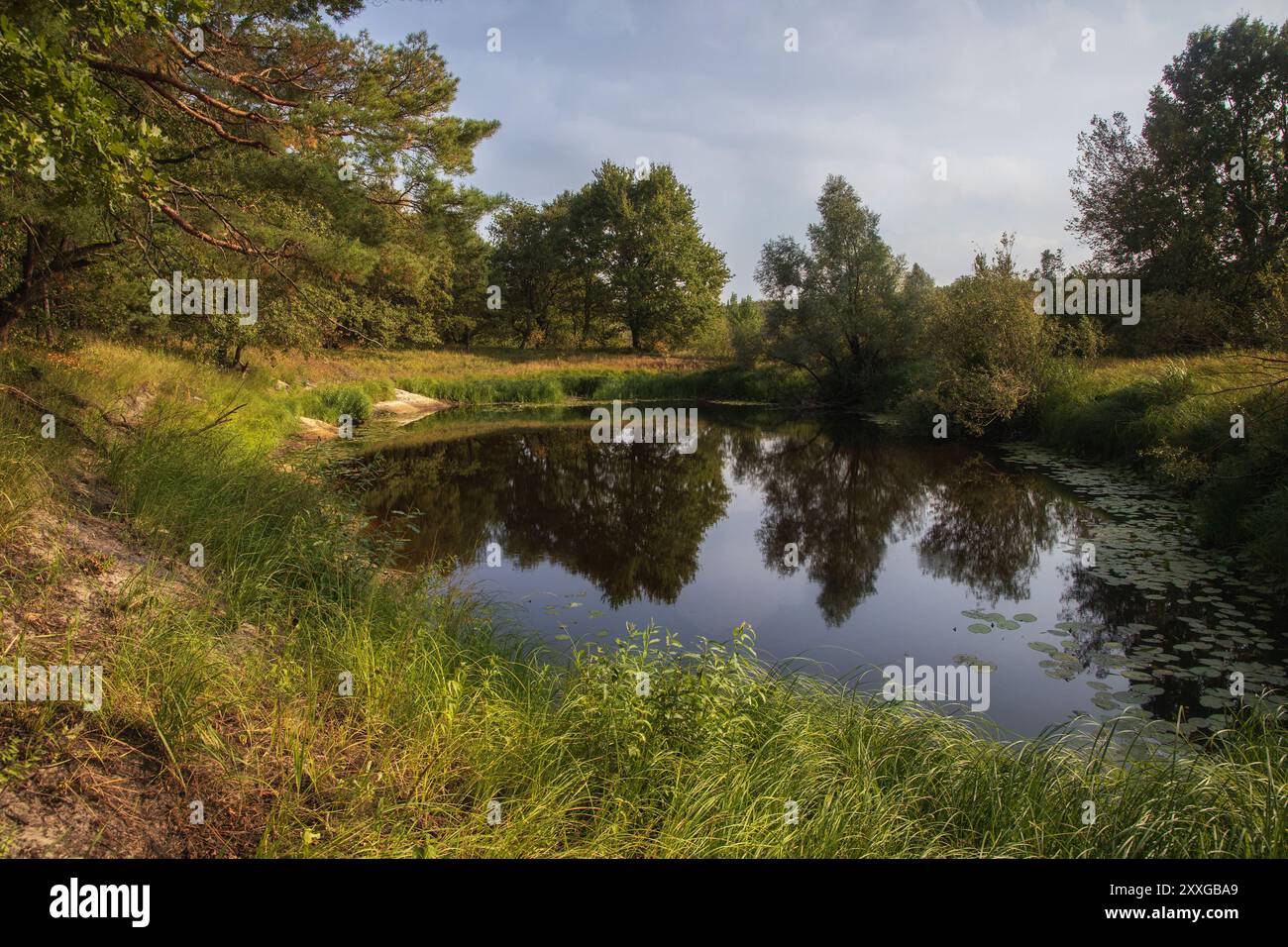 Mirror of trees hi-res stock photography and images - Alamy
