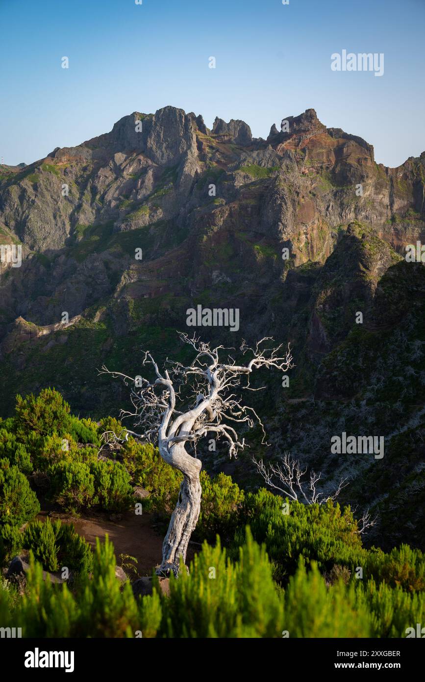 Pico do arieiro and the tree Stock Photo - Alamy