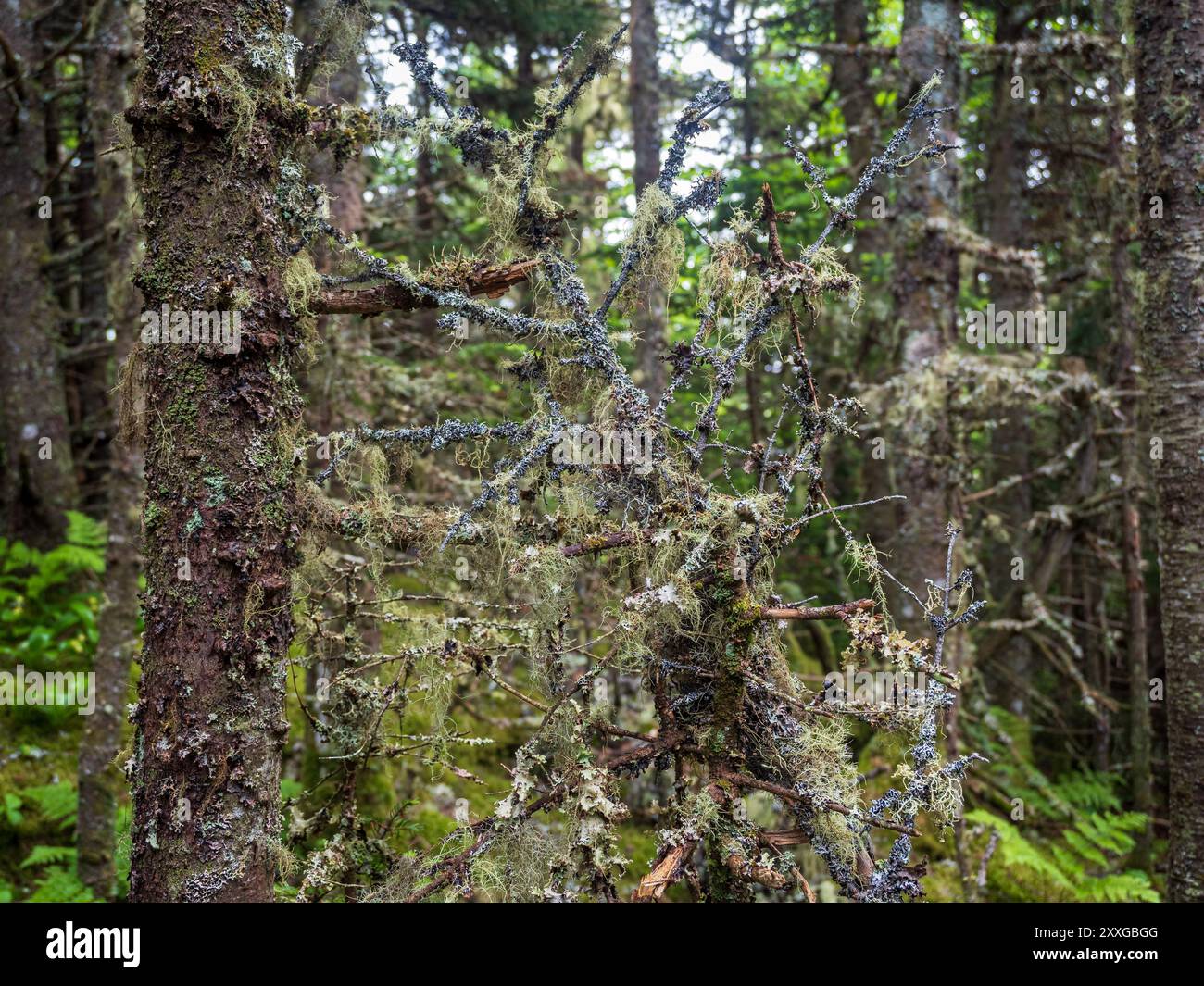 Lake in depths forest hi-res stock photography and images - Alamy